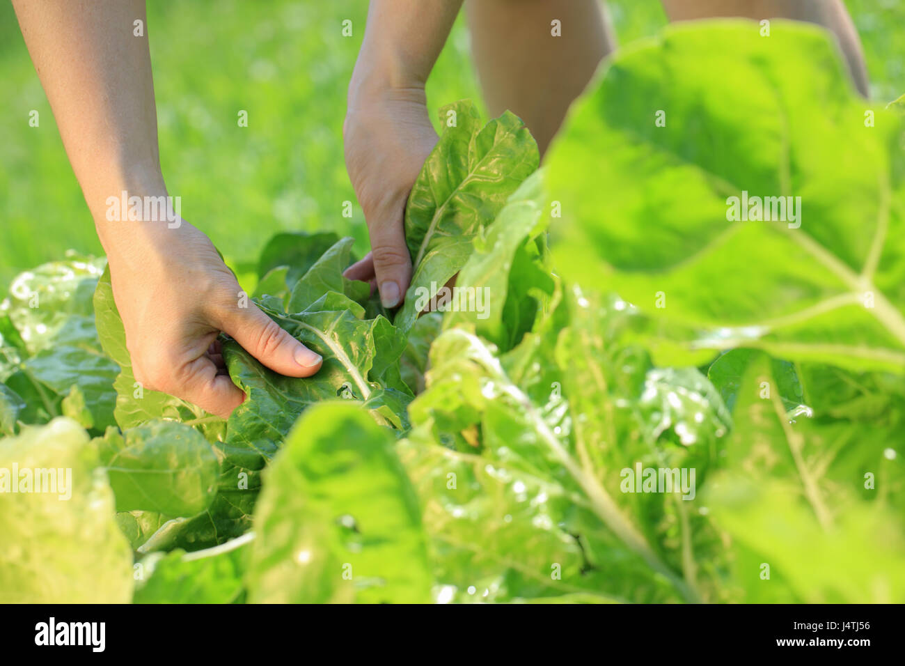 Woman hands picking a leaf on vegetable garden Stock Photo - Alamy