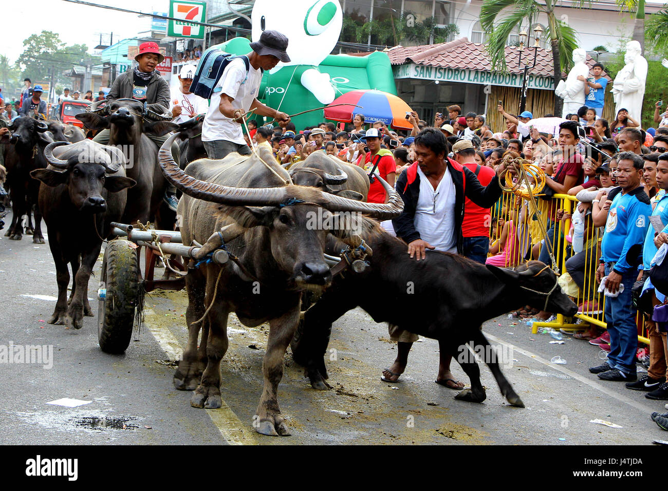 Carabaos hi-res stock photography and images - Alamy