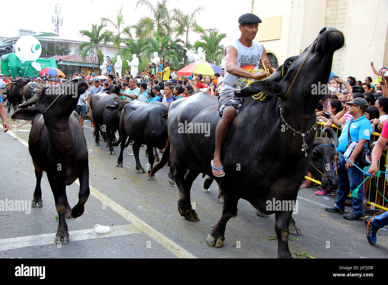 Carabao Festival