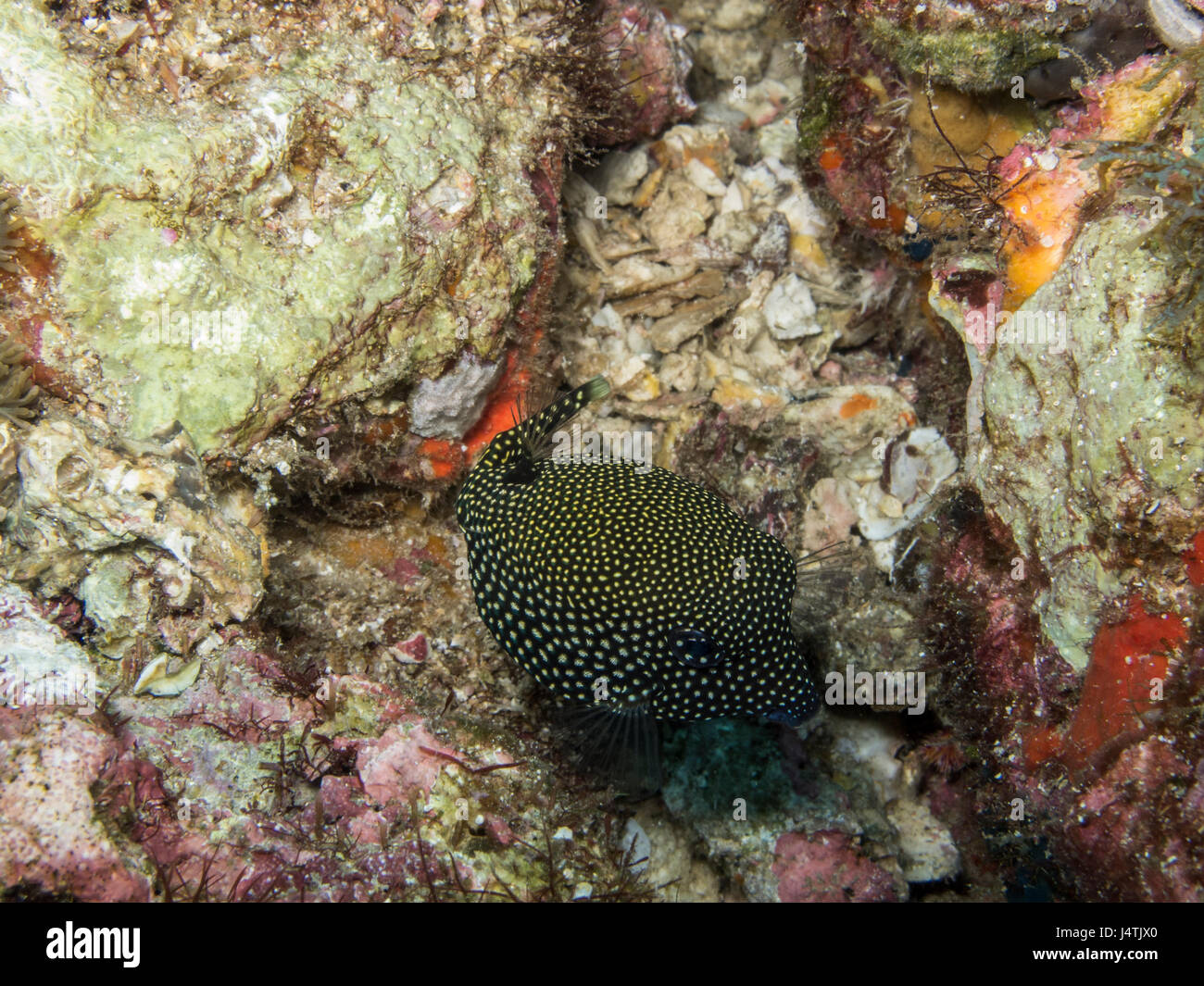 spotted boxfish swiming and hiding on coral reef Stock Photo - Alamy