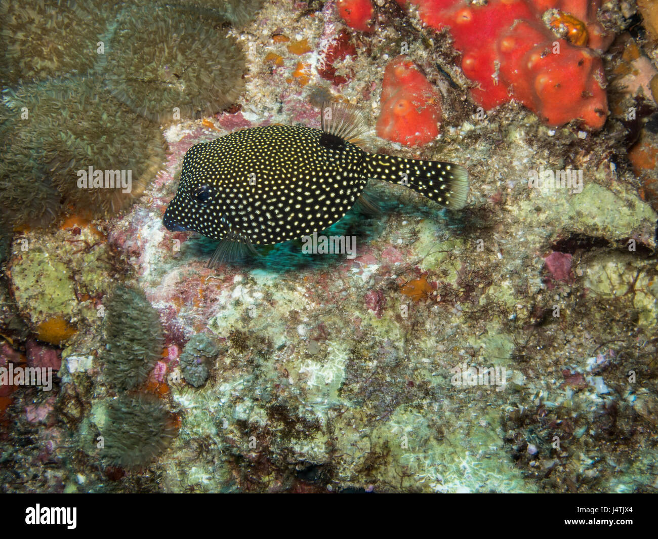 Blue spotted boxfish hi-res stock photography and images - Alamy