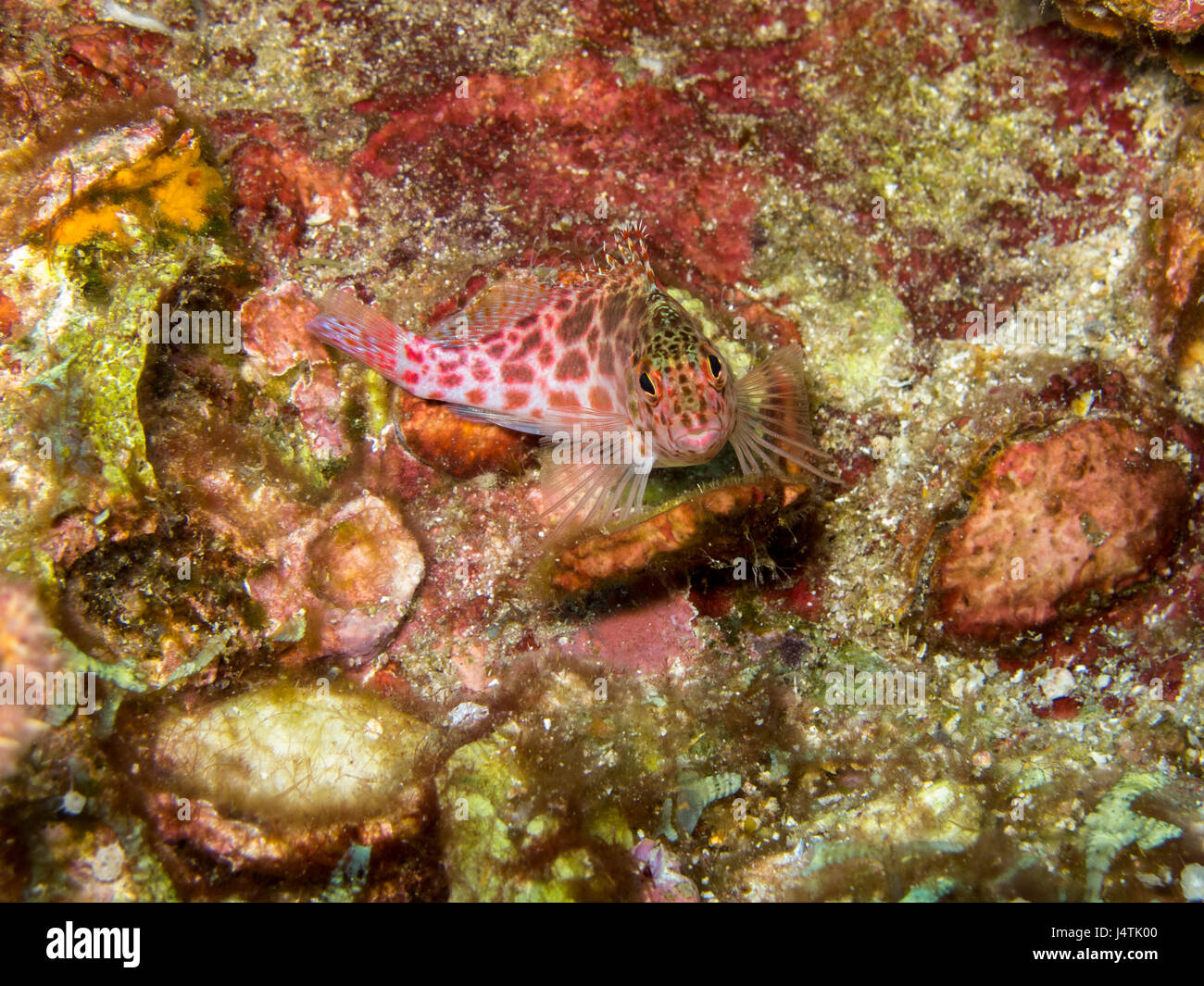 hawk fish stay on coral and looking diver Stock Photo - Alamy
