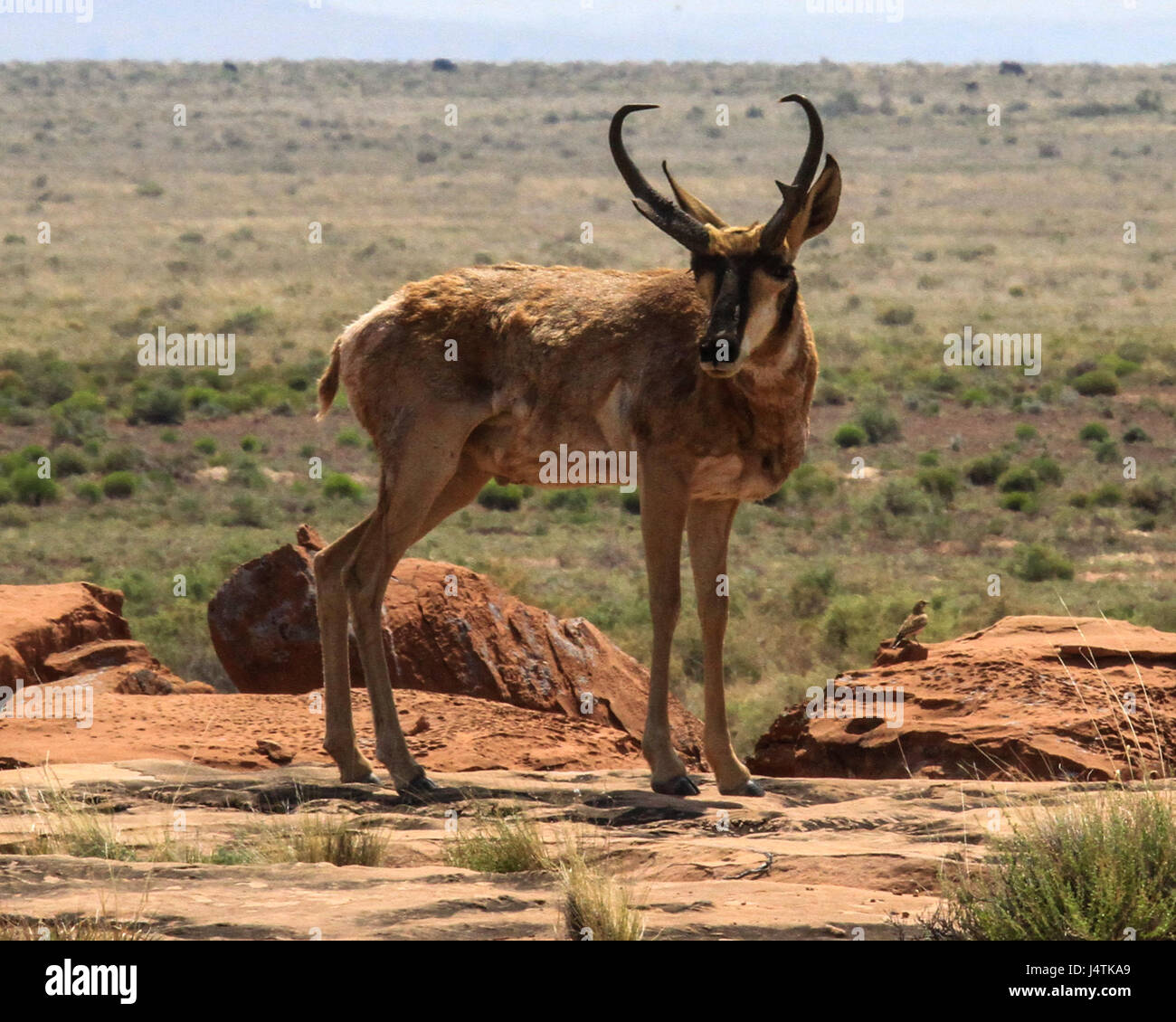 Arizona pronghorn hi-res stock photography and images - Alamy