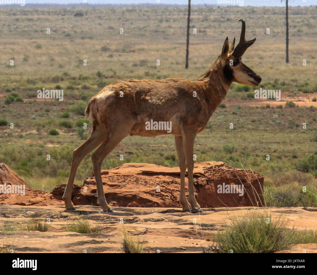 Arizona pronghorn hi-res stock photography and images - Alamy