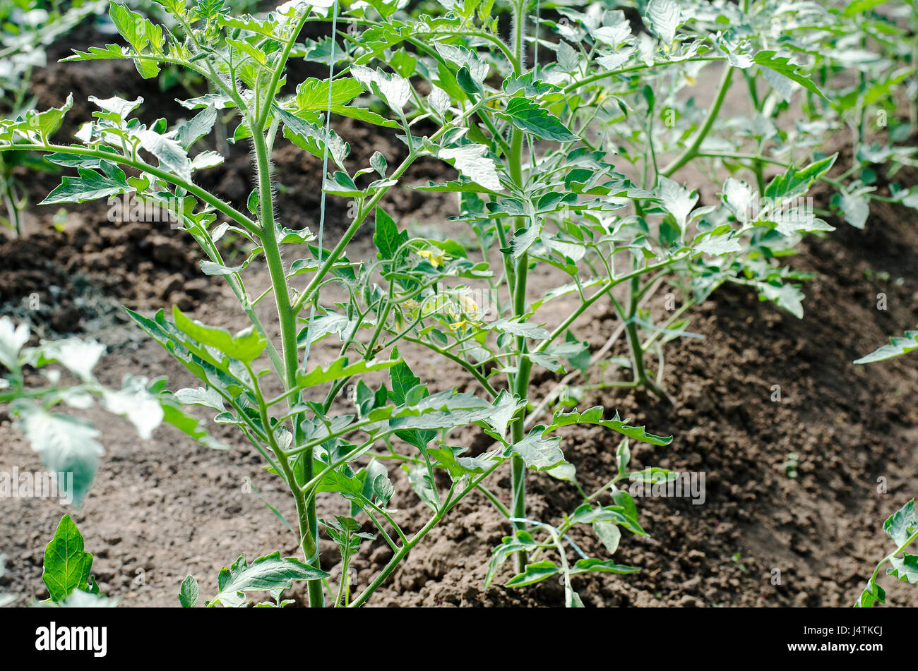 Newly planted tomato shoots in greenhouse Stock Photo - Alamy