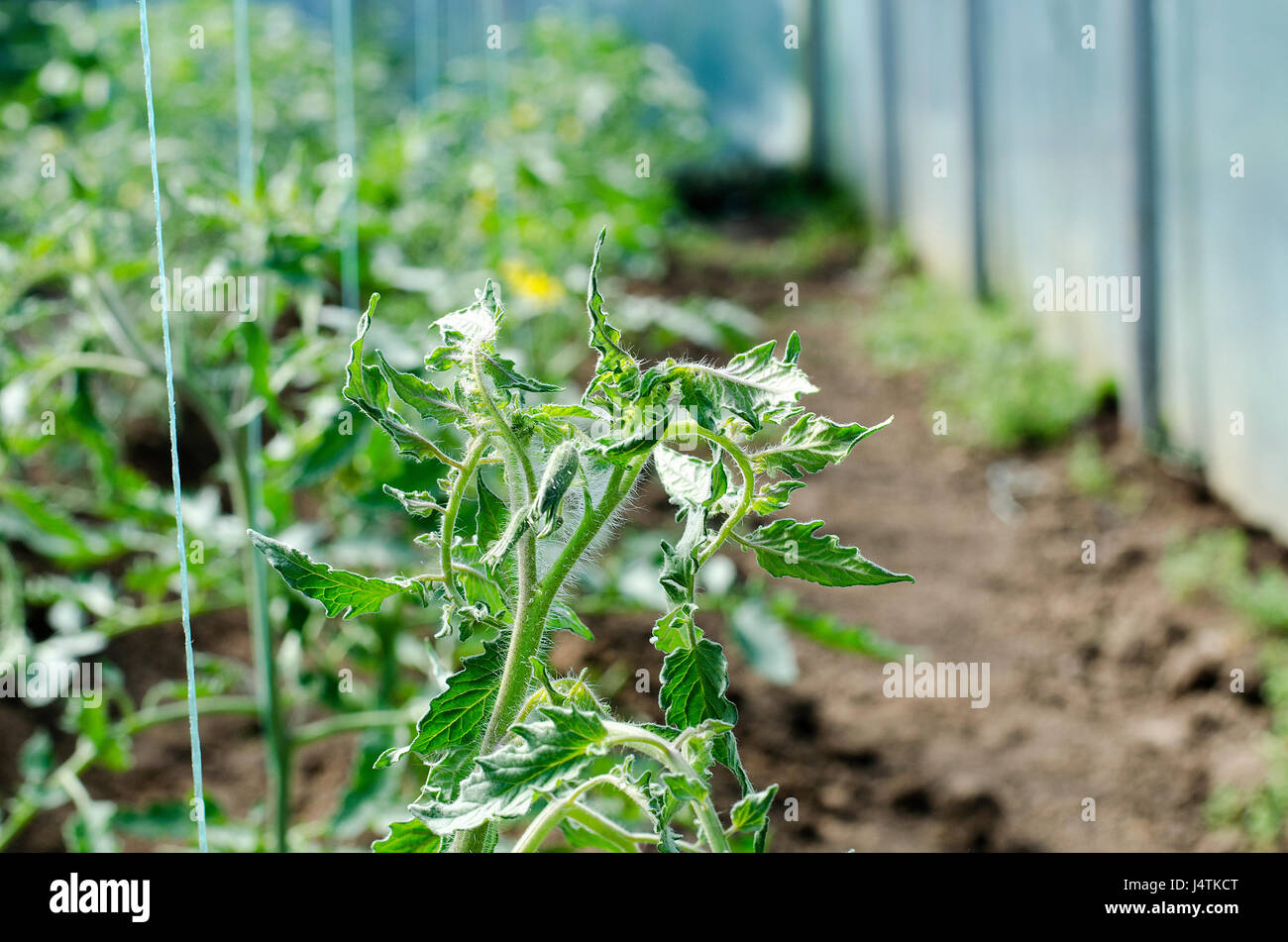 Newly planted tomato shoots in greenhouse Stock Photo - Alamy