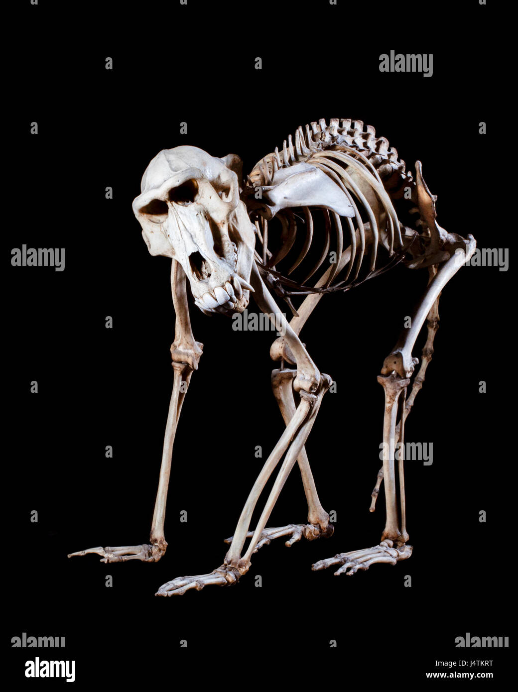 Baboon skeleton hi-res stock photography and images - Alamy