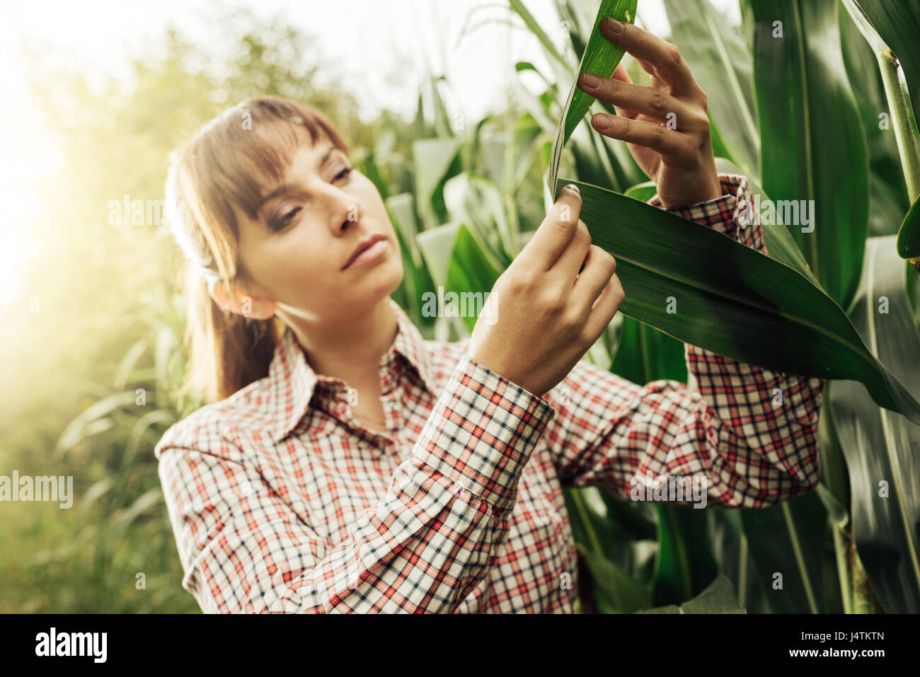 Young female farmer working in the field and checking plants ...