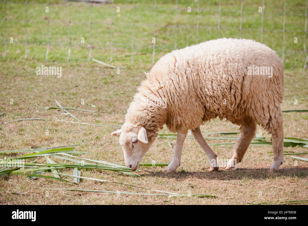 Ranch animals hi-res stock photography and images - Alamy