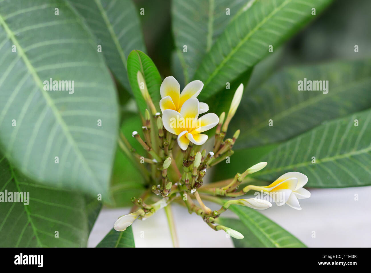 Mango Tree Flower High Resolution Stock Photography and Images - Alamy