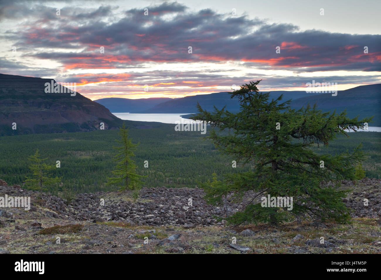 Taiga landscape hi-res stock photography and images - Alamy
