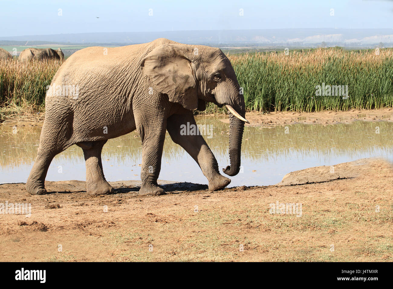 Largest elephant species hi-res stock photography and images - Alamy