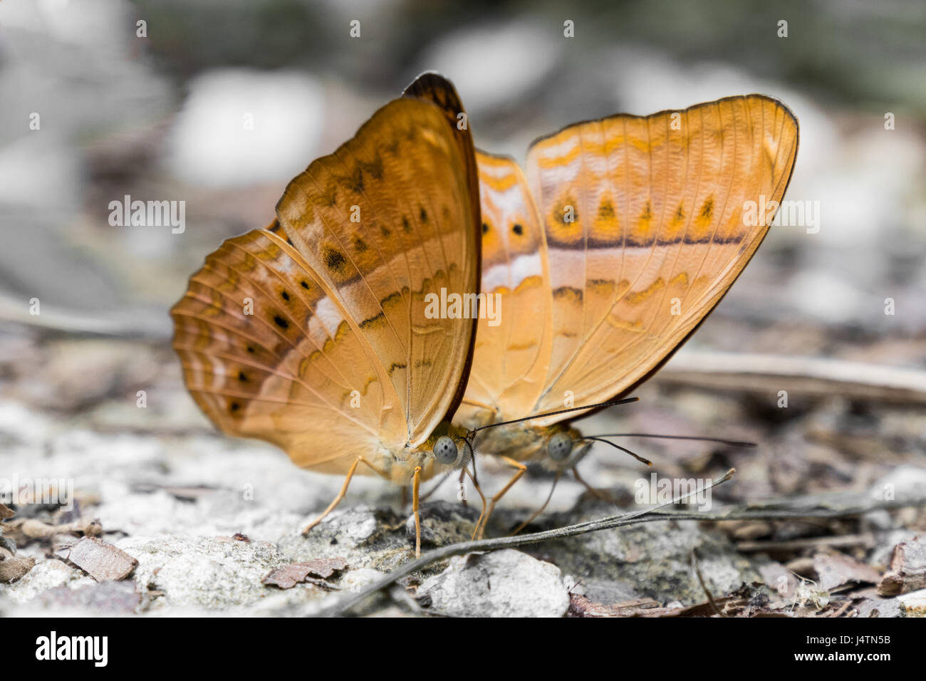 Butterfly in nature Stock Photo - Alamy
