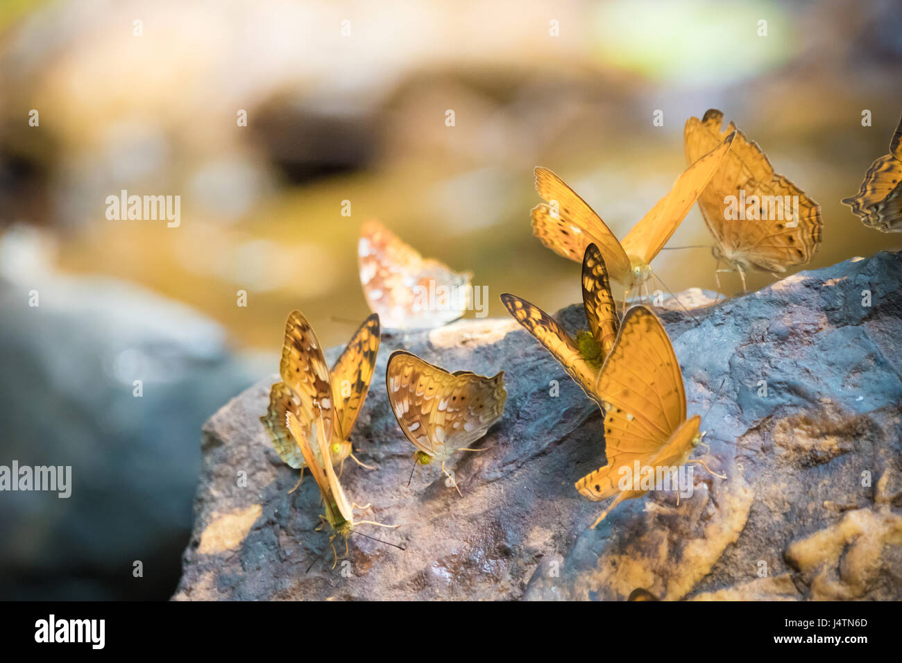 Butterfly in nature Stock Photo - Alamy