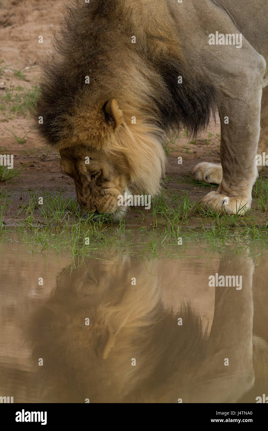 Lion side view hi-res stock photography and images - Alamy