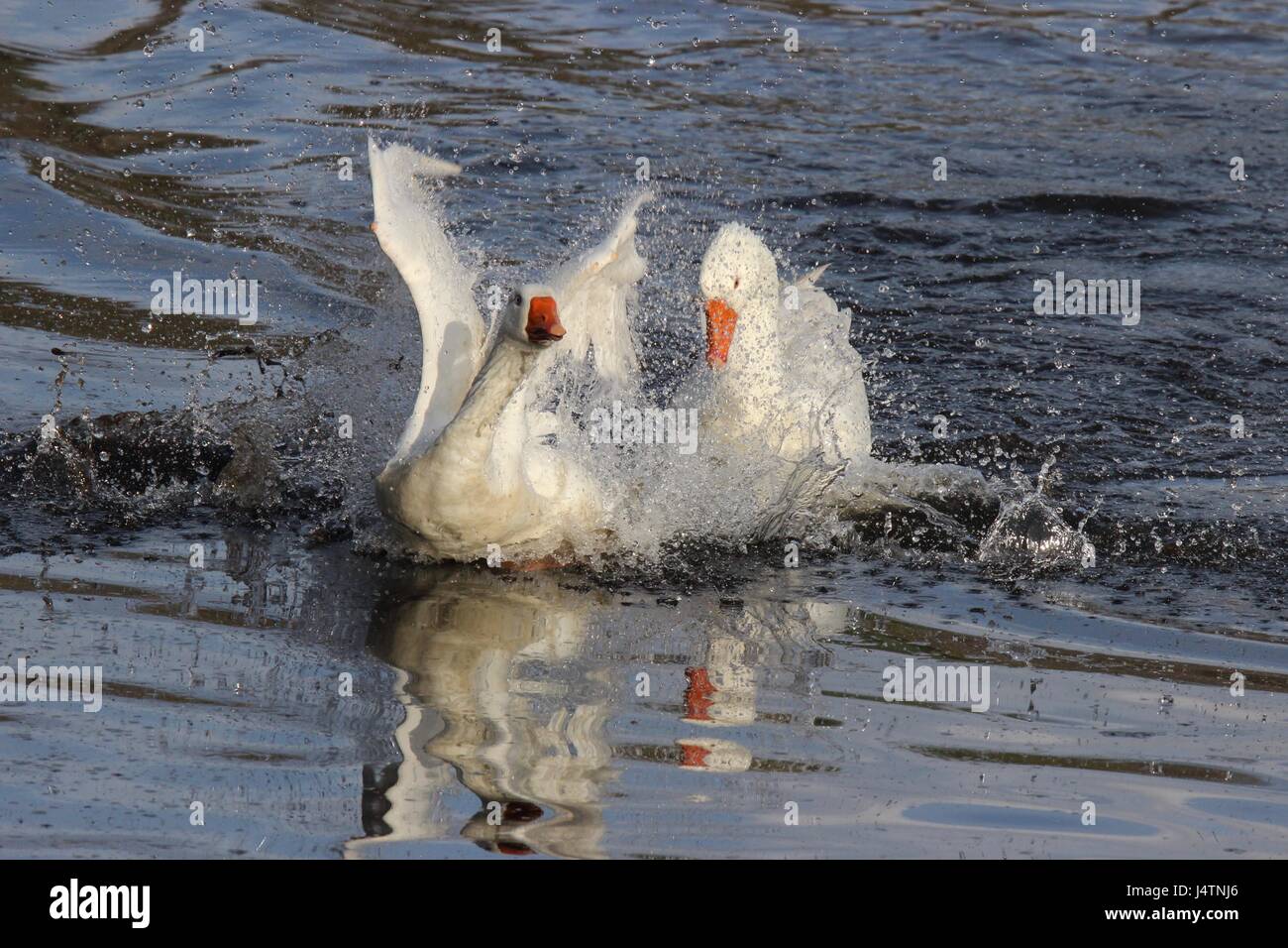 Two birds fighting on hi-res stock photography and images - Alamy