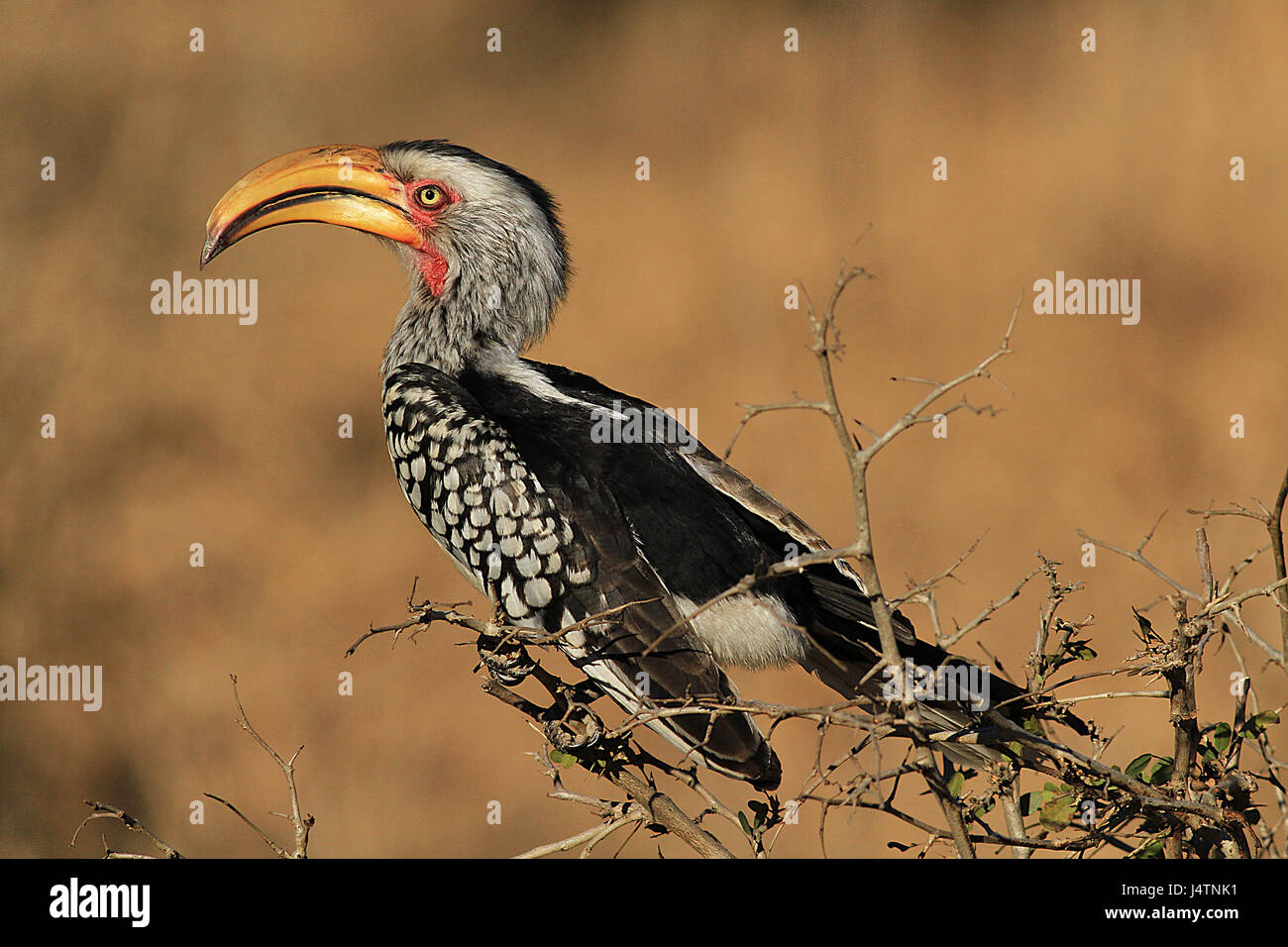 Silhouette of a fallen tree at the rising of the sun Stock Photo - Alamy