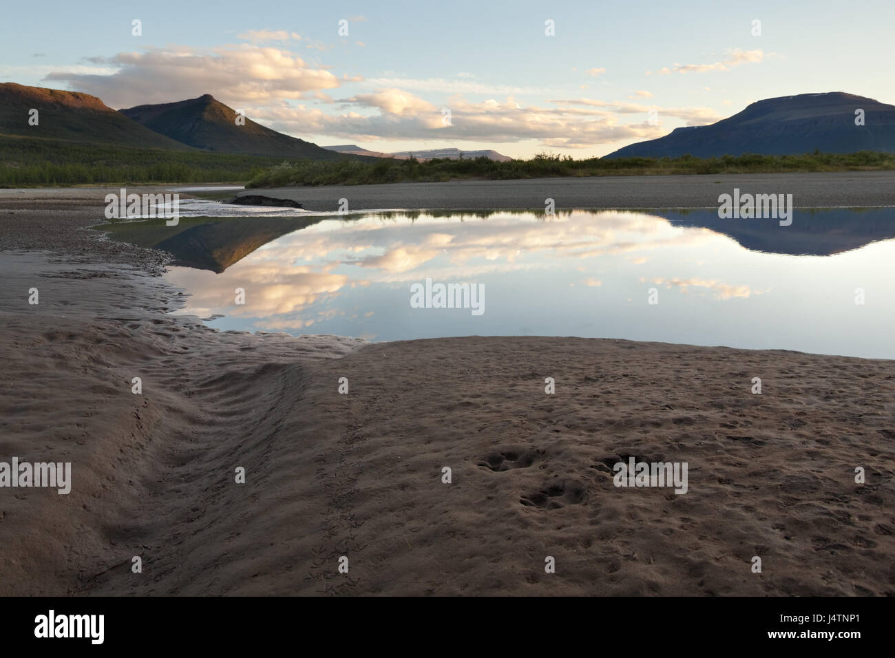 Taimyr wolf hi-res stock photography and images - Alamy