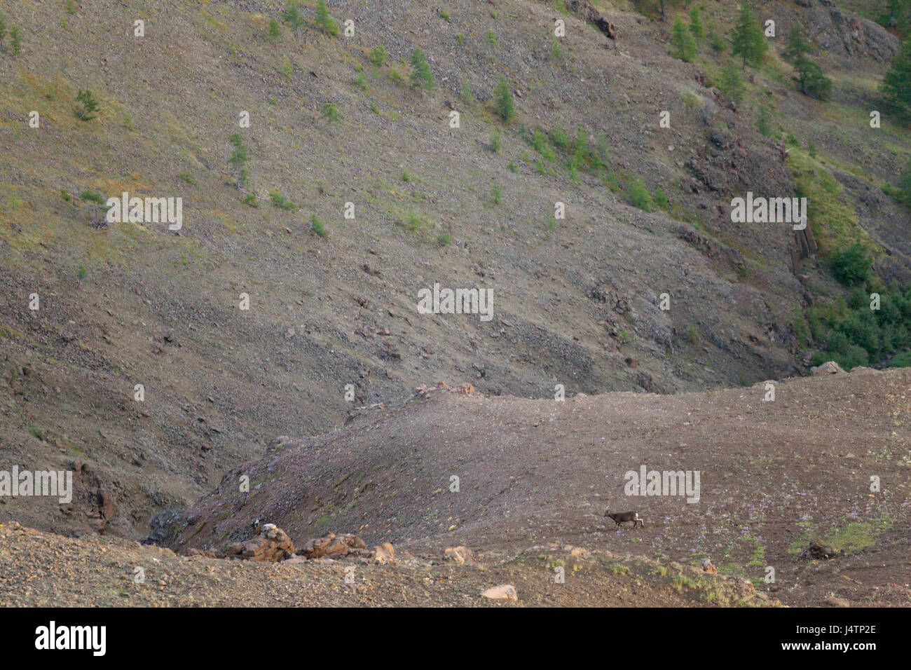 Northern ram river hi-res stock photography and images - Alamy