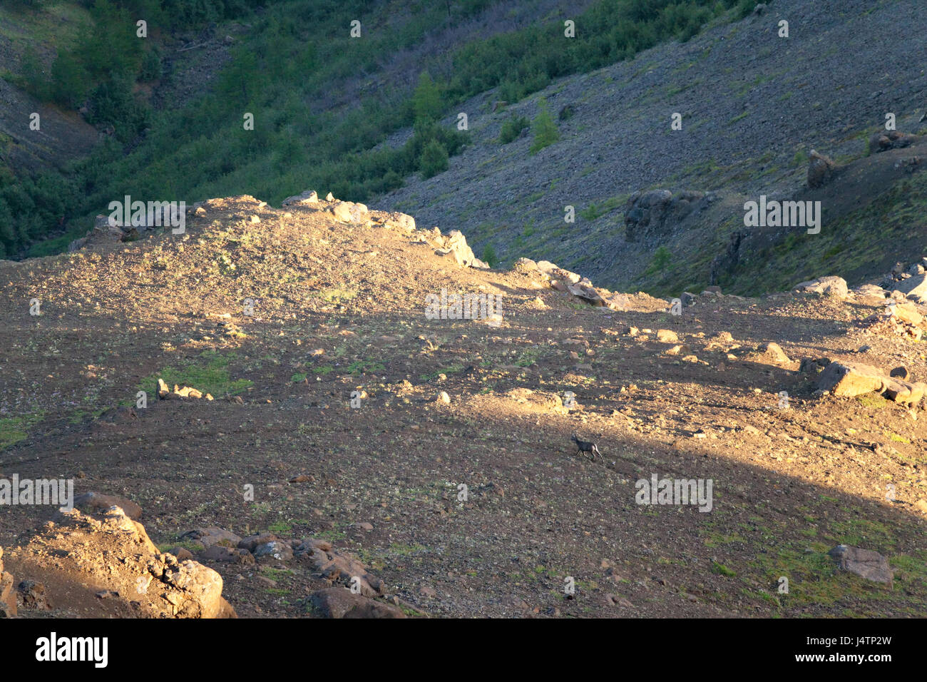 Putorana snow ram (Putorana big horn ram). Dyolochi river. Endemic ...