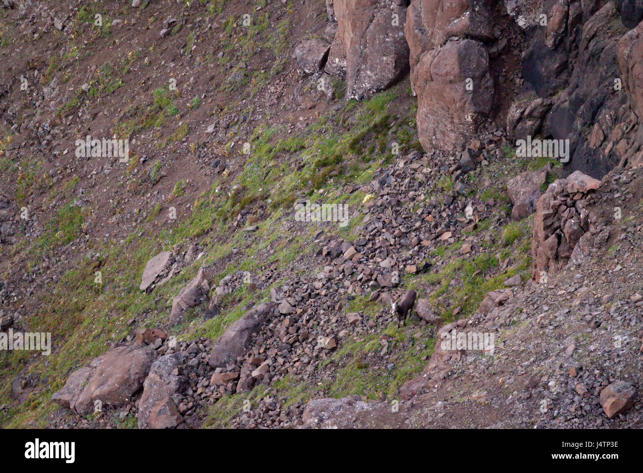 Putorana snow ram (Putorana big horn ram). Dyolochi river. Endemic ...