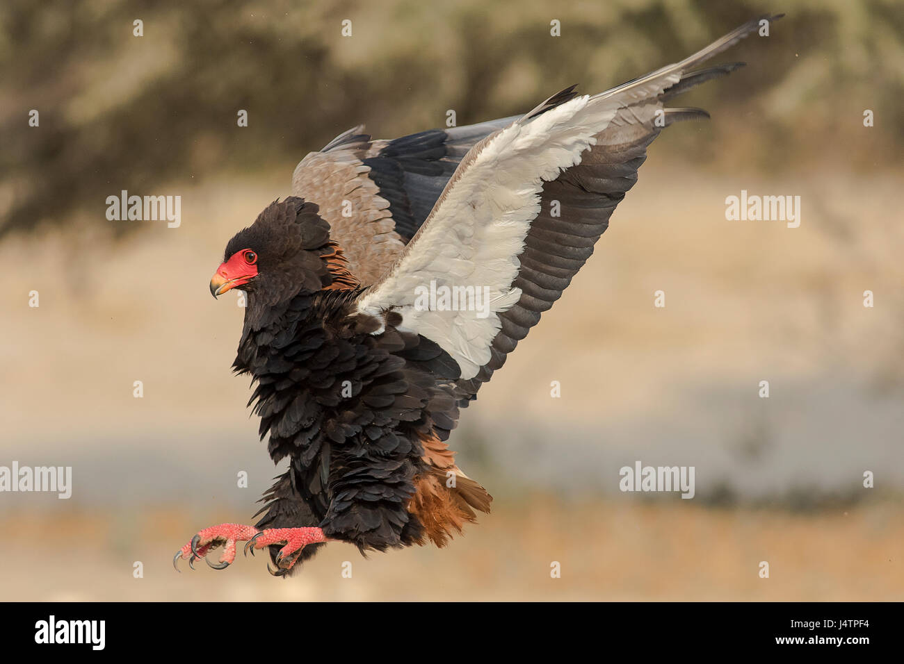 bateleur eagle landing at water hole in the Kgalagadi Transfrontier ...