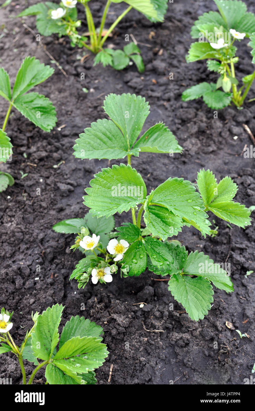 close-up of the blooming strawberry in the vegetable garden, vertical ...
