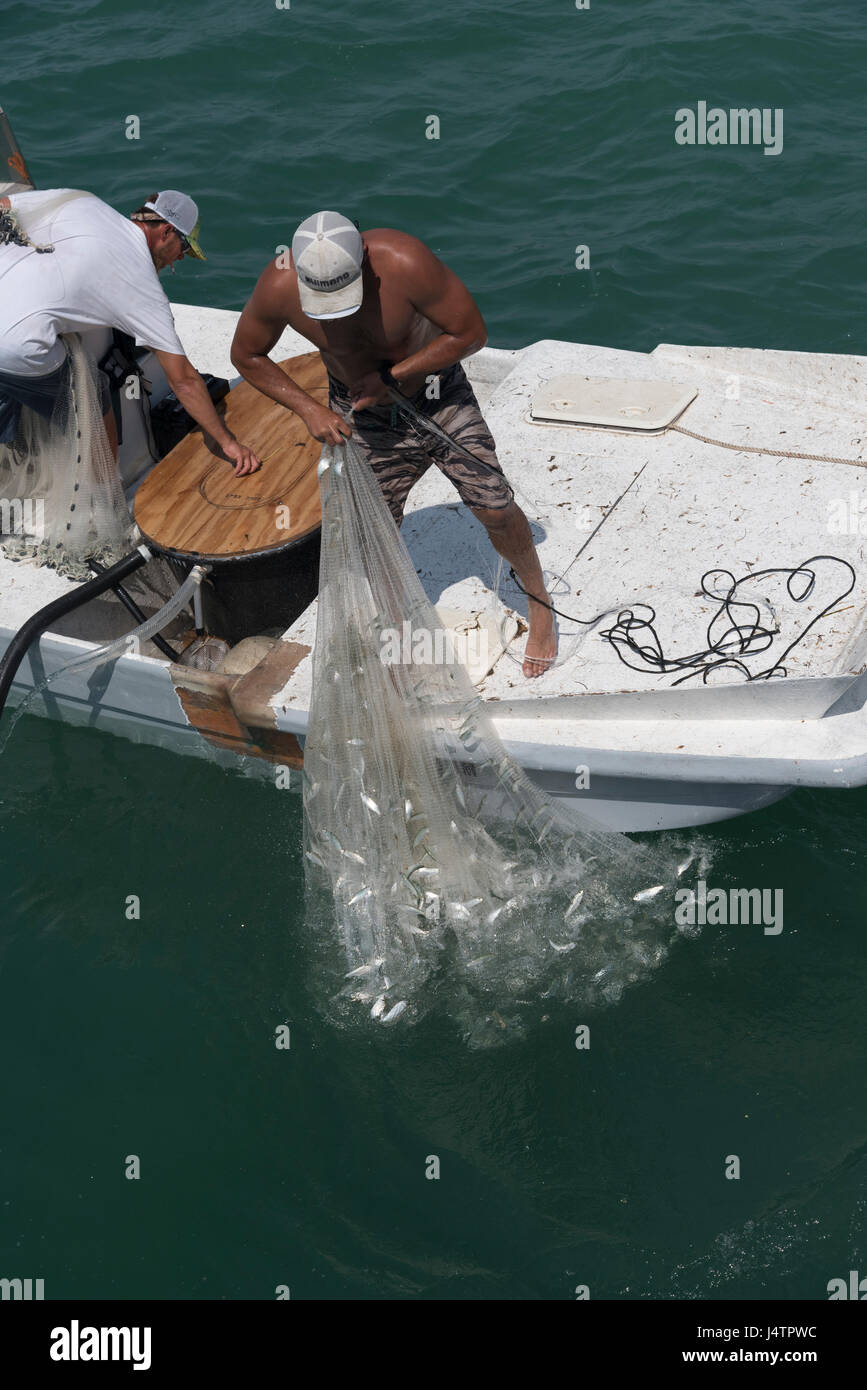 Fishing for bait using a cast net from a small boat on the Gulf of ...