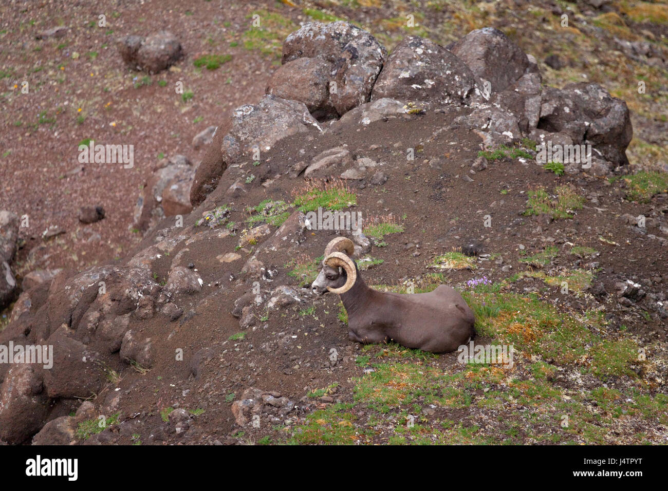 Putorana snow ram (Putorana big horn ram). Dyolochi river. Endemic ...