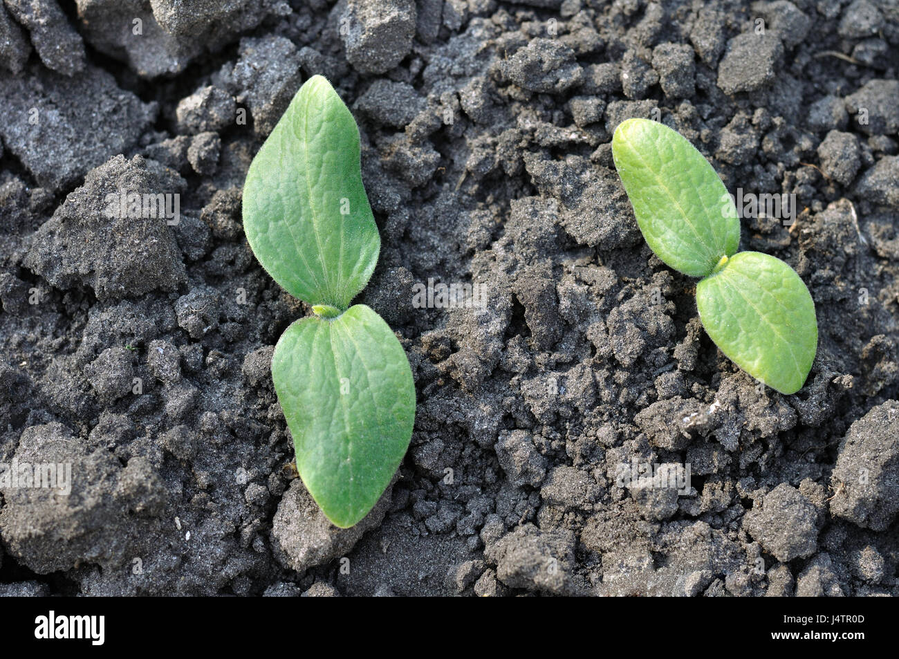 Pumpkin sprout hi-res stock photography and images - Alamy
