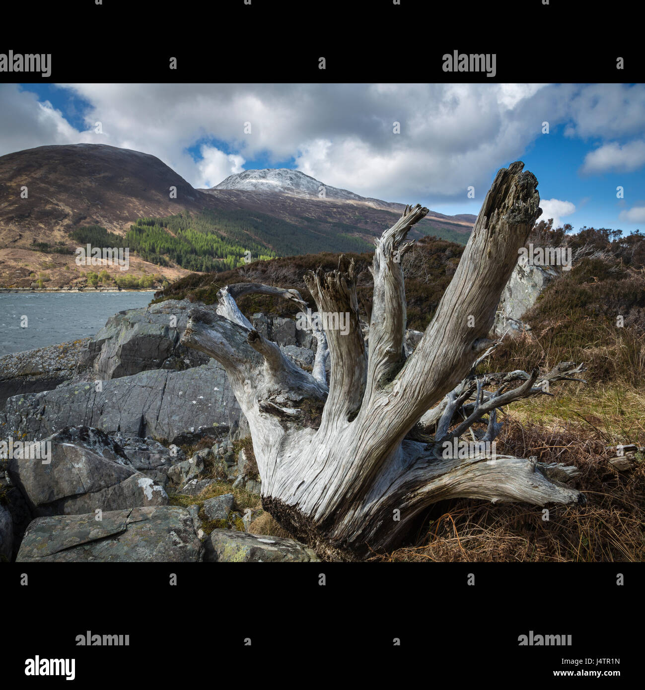 Large weather beaten and bleached tree stump washed up at Kylerhea ...