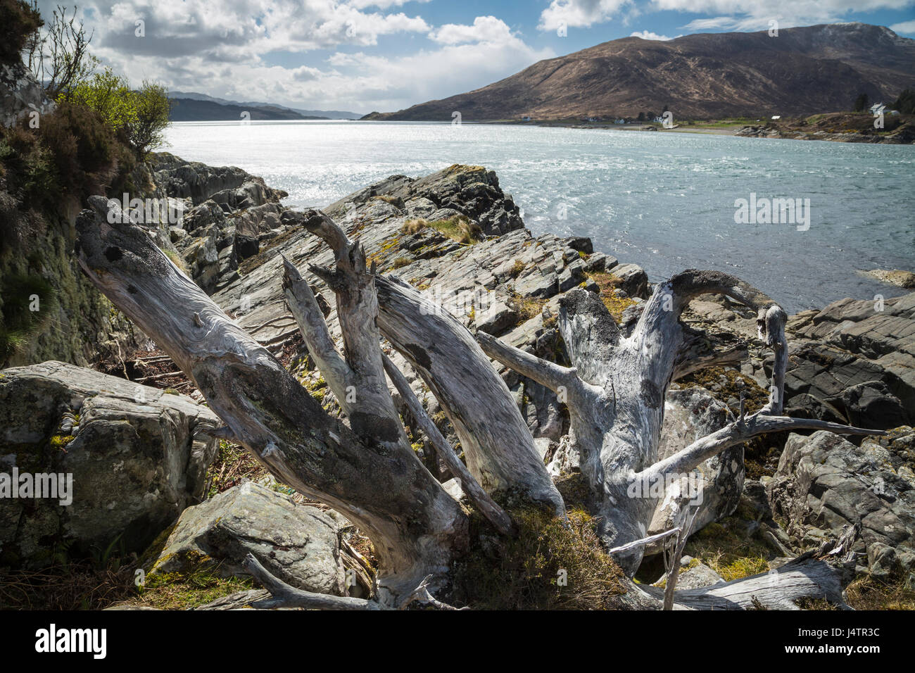 Weather beaten stump hi-res stock photography and images - Alamy