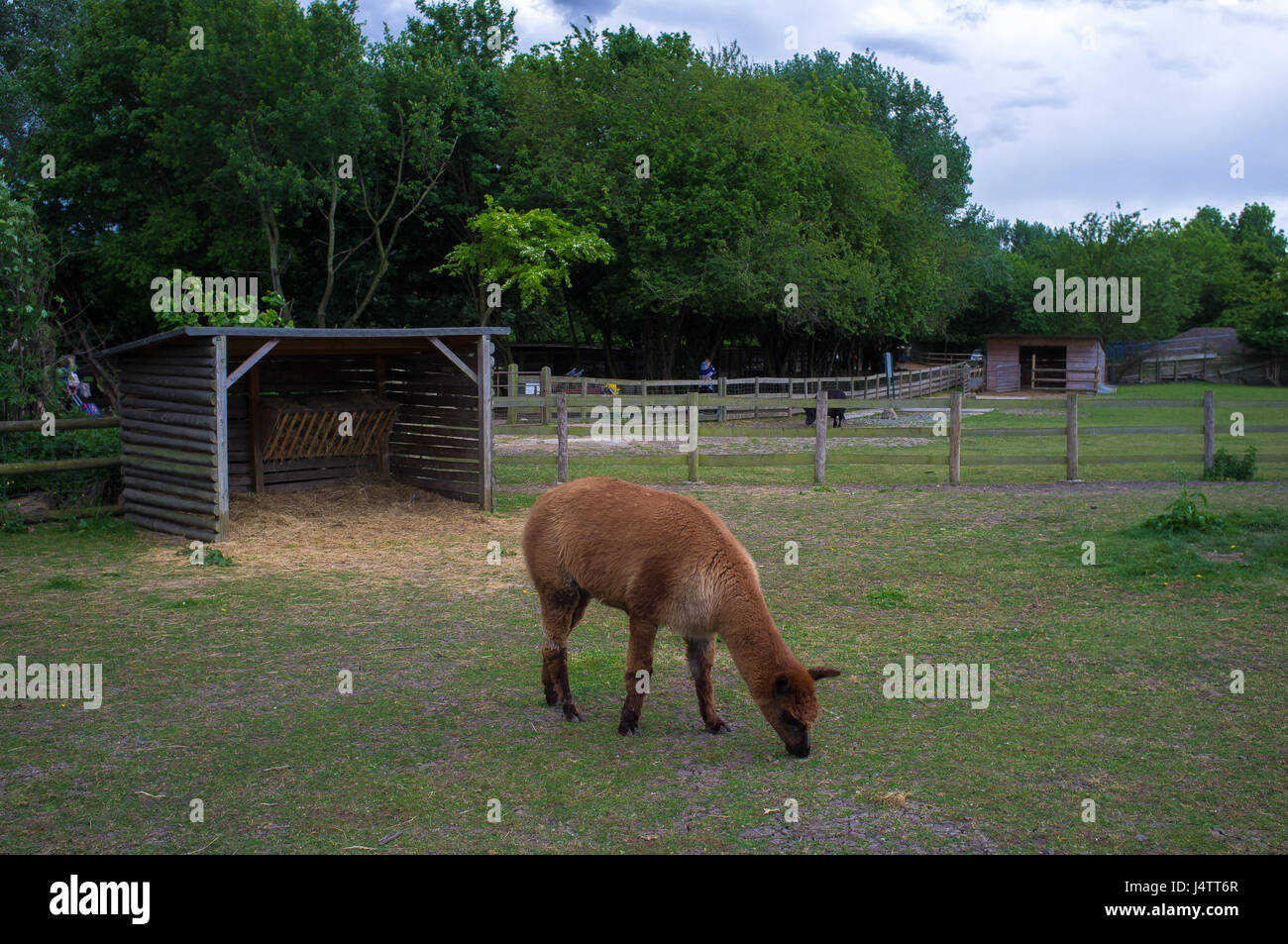 Mudchute park lamb hi-res stock photography and images - Alamy