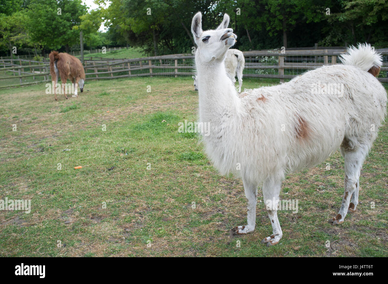 London, UK. 14th May, 2017. Newborn lambs, sheep, alpacas and llamas ...