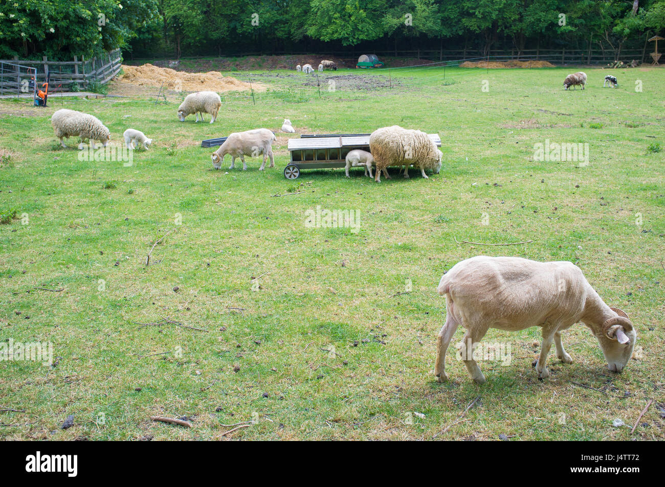Mudchute park lamb hi-res stock photography and images - Alamy