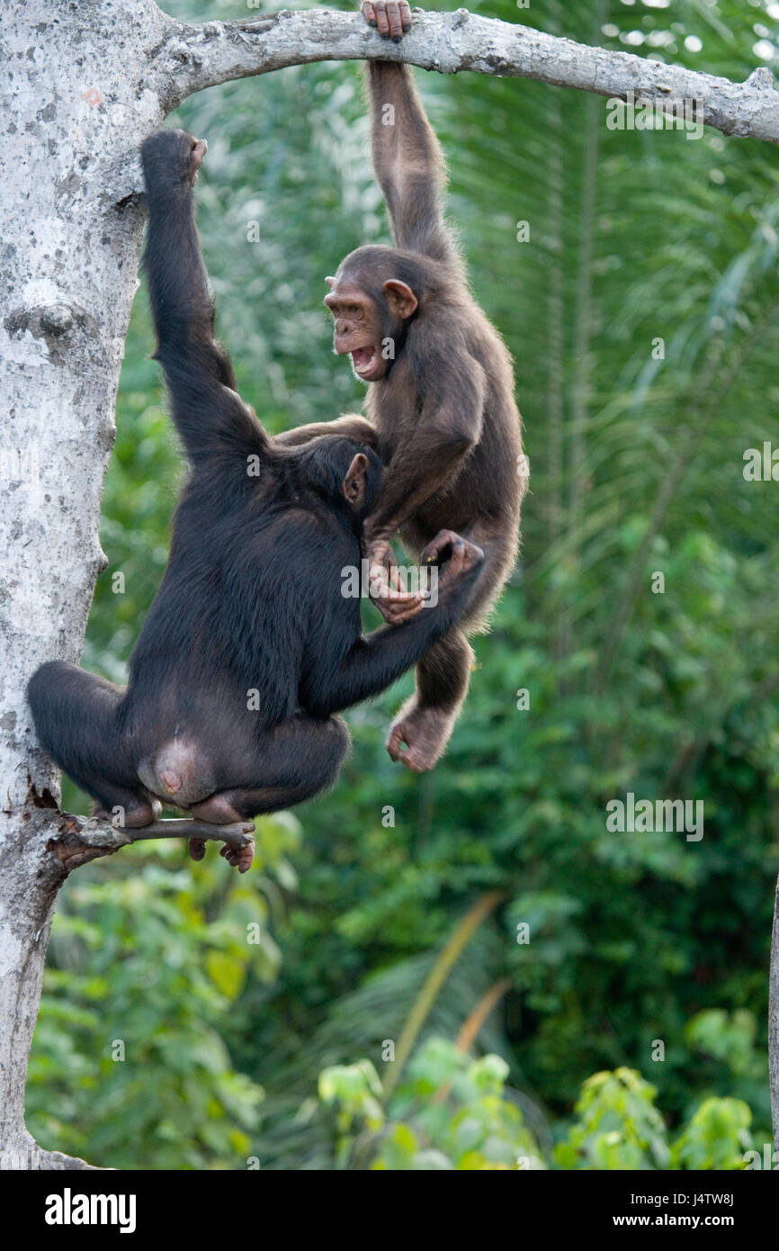 Primates at play hi-res stock photography and images - Alamy