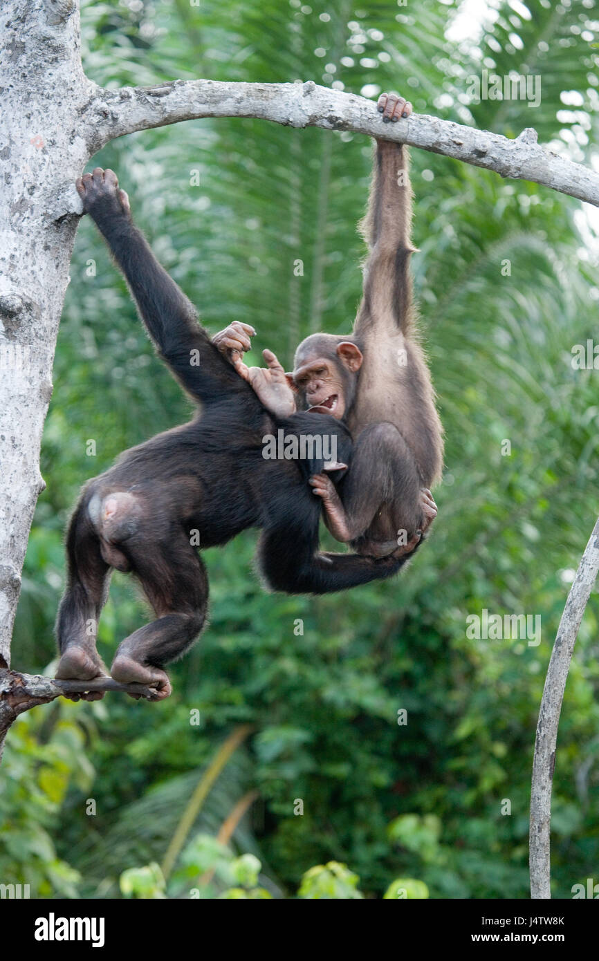 Primates at play hi-res stock photography and images - Alamy