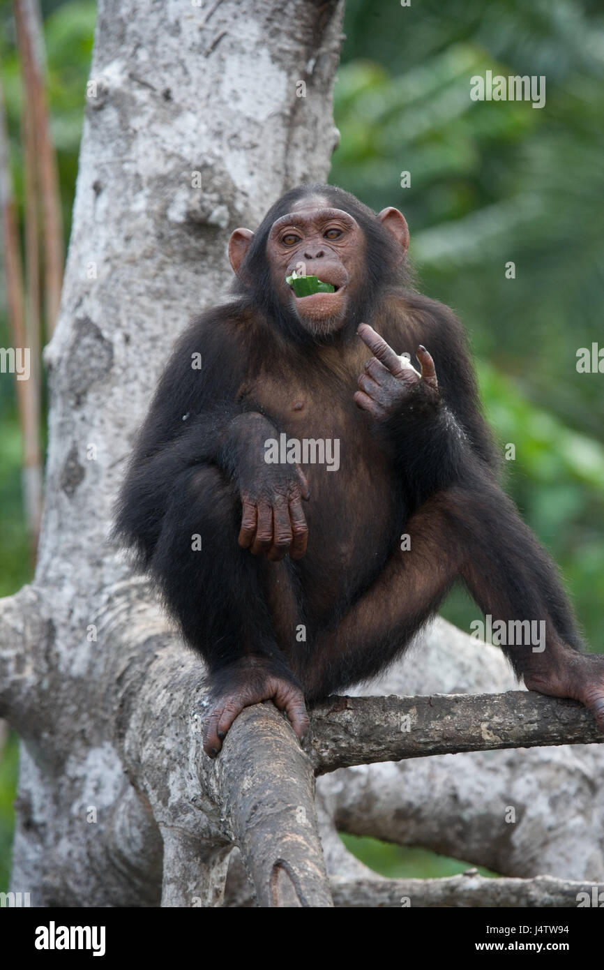 Baby chimpanzee on mangrove hi-res stock photography and images - Alamy