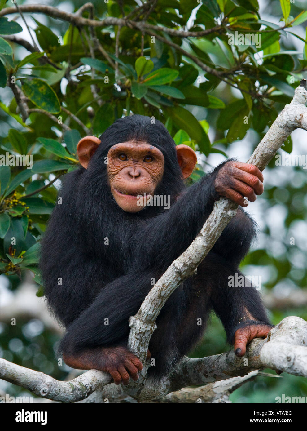 A baby chimpanzee on mangrove branches. Republic of the Congo ...