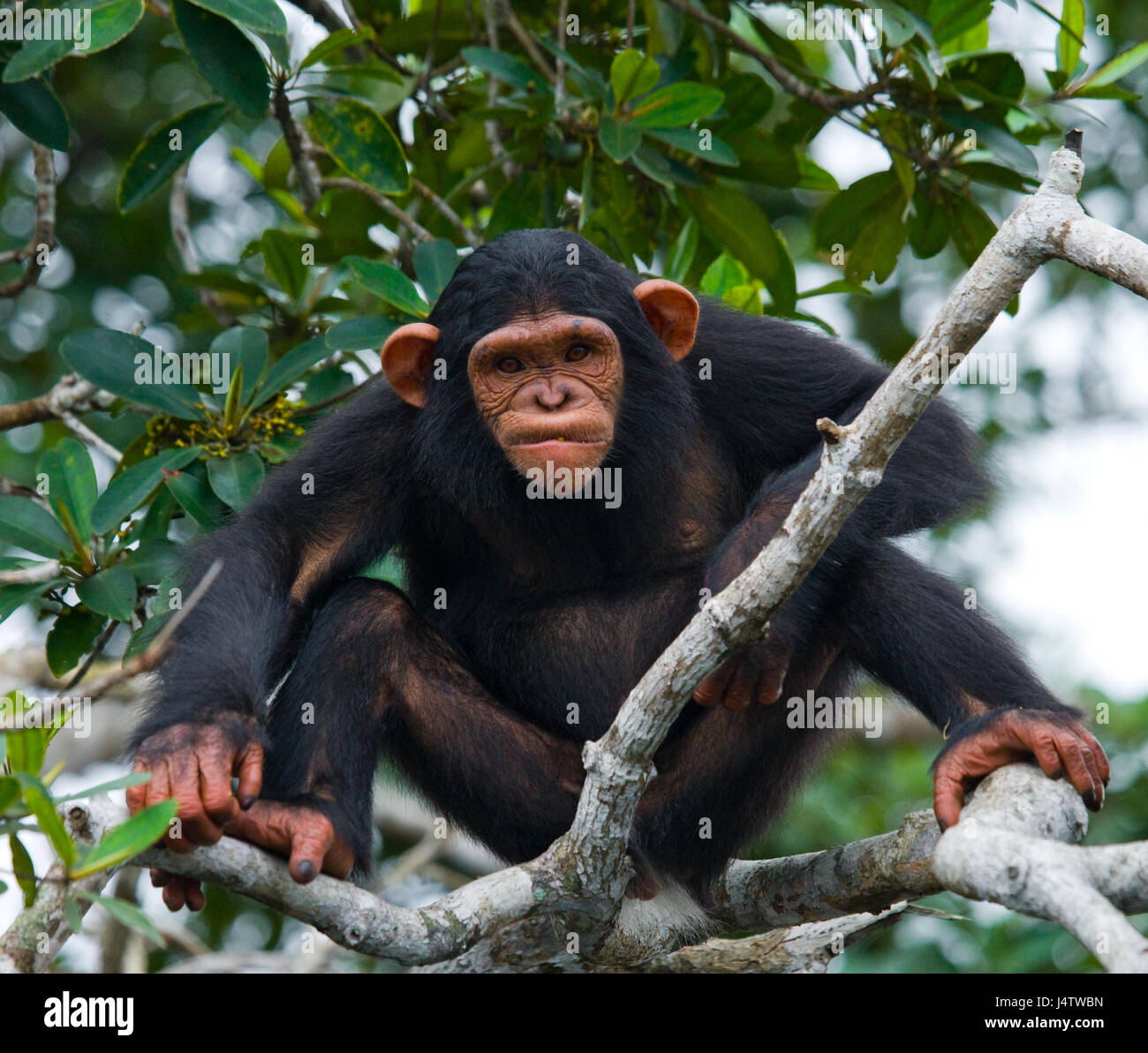 Baby chimpanzee on mangrove hi-res stock photography and images - Alamy