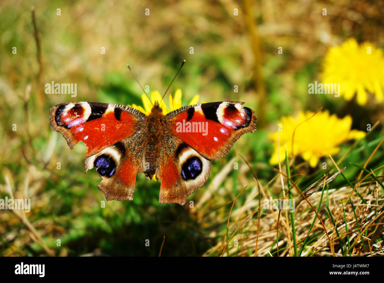 A red and blue butterfly has landed on a yellow dandelion flower ...