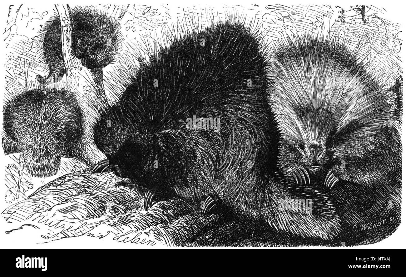 Urson hi-res stock photography and images - Alamy