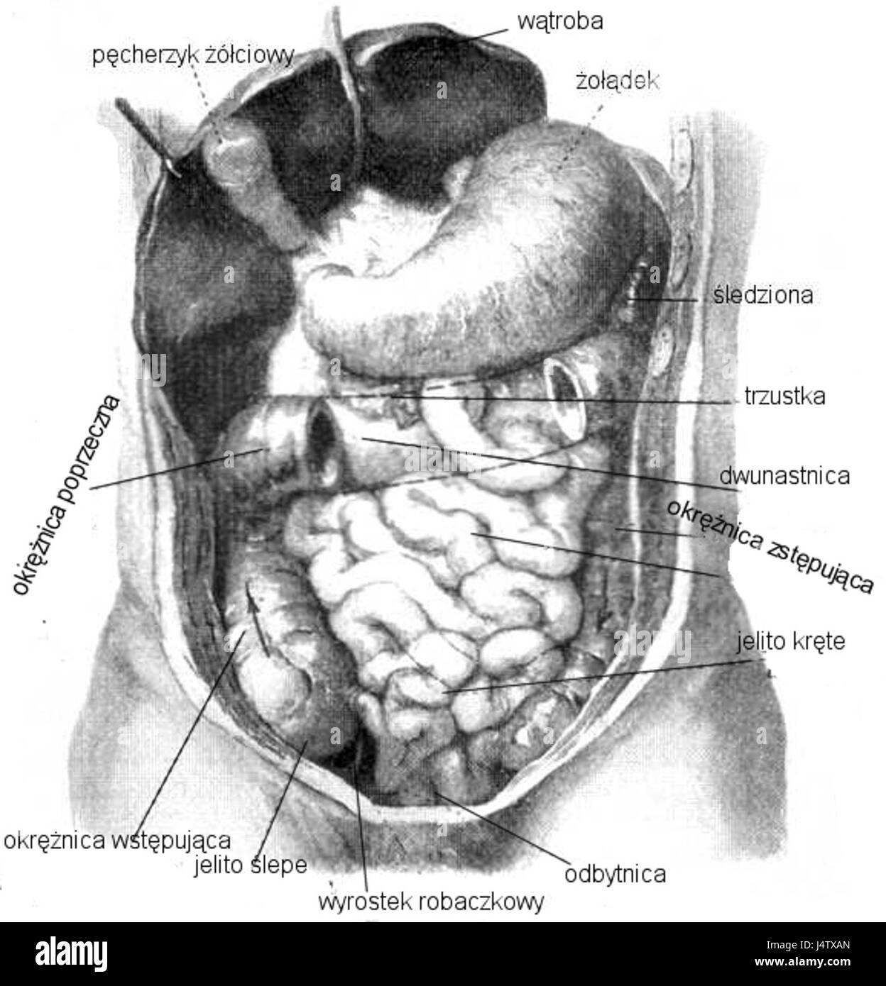 Human viscera Black and White Stock Photos & Images - Alamy