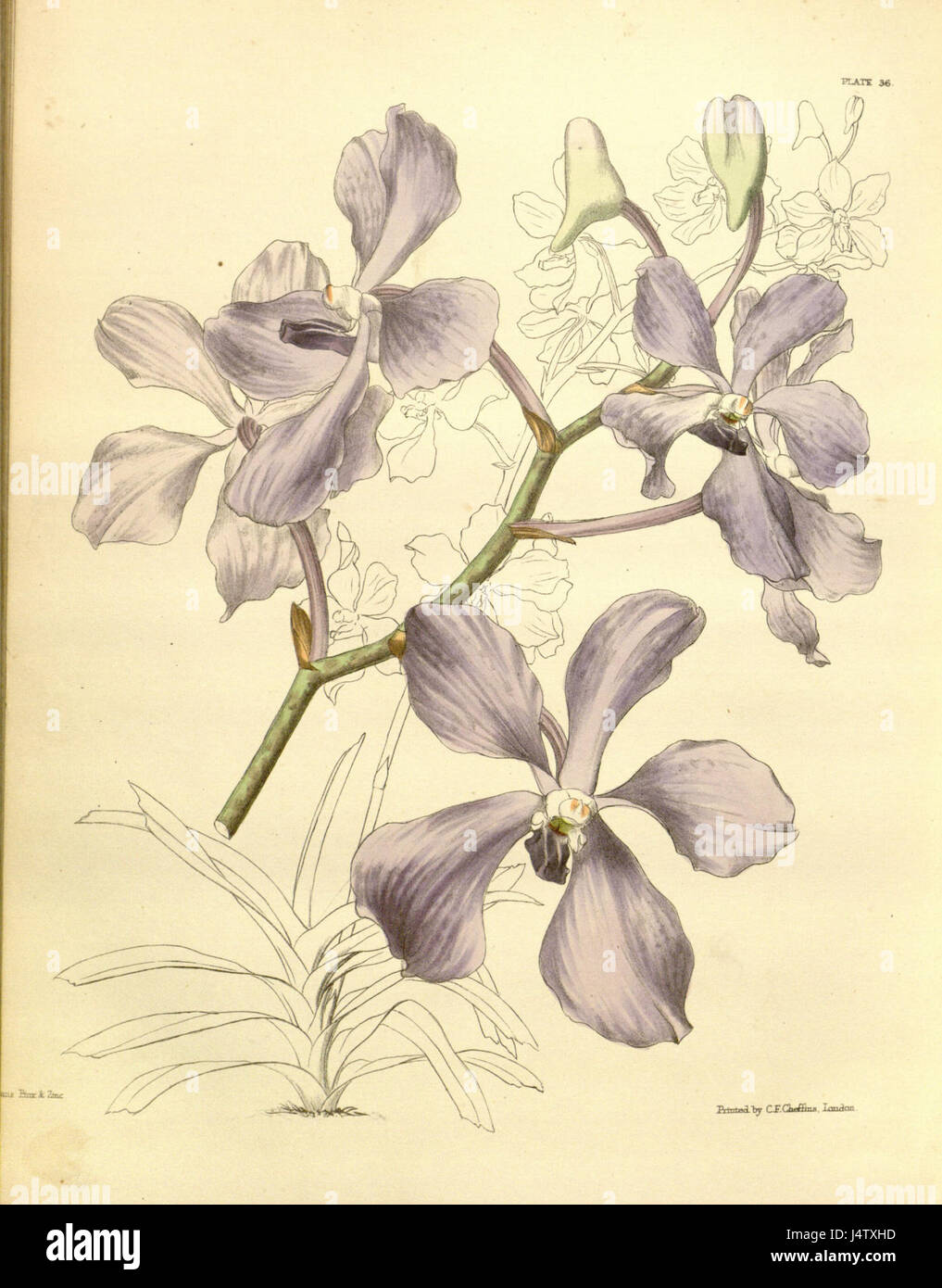 Vanda coerulea, also known as the Blue Vanda, is an orchid species ...