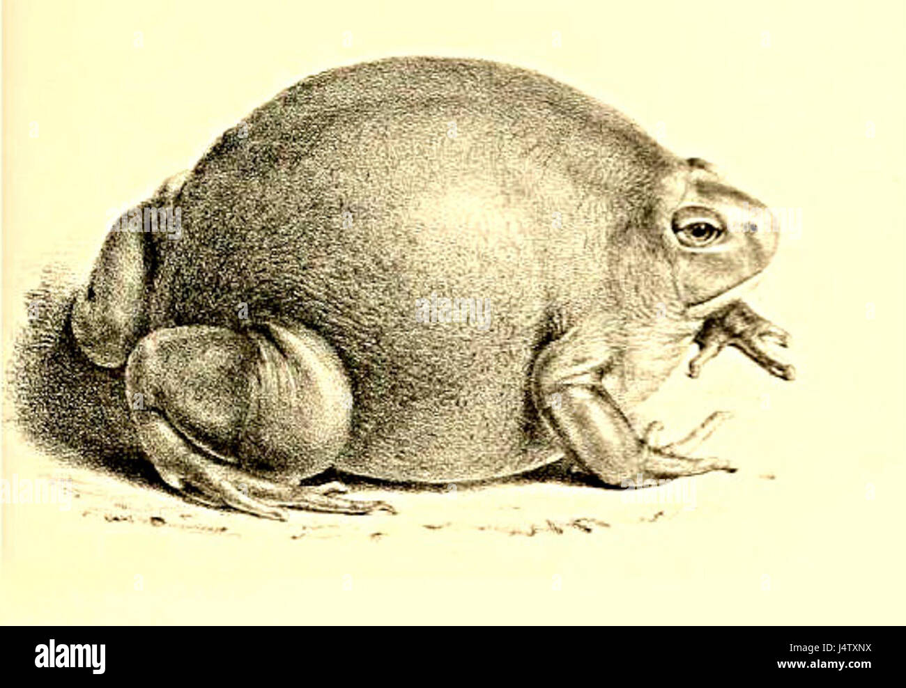 Uperodon globulosus, commonly known as the globular frog, is a species ...