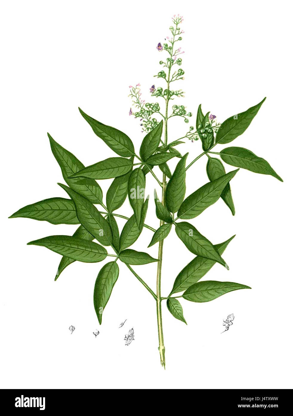 Vitex negundo hi-res stock photography and images - Alamy