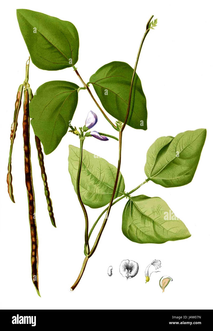 Widely grown plants hi-res stock photography and images - Alamy