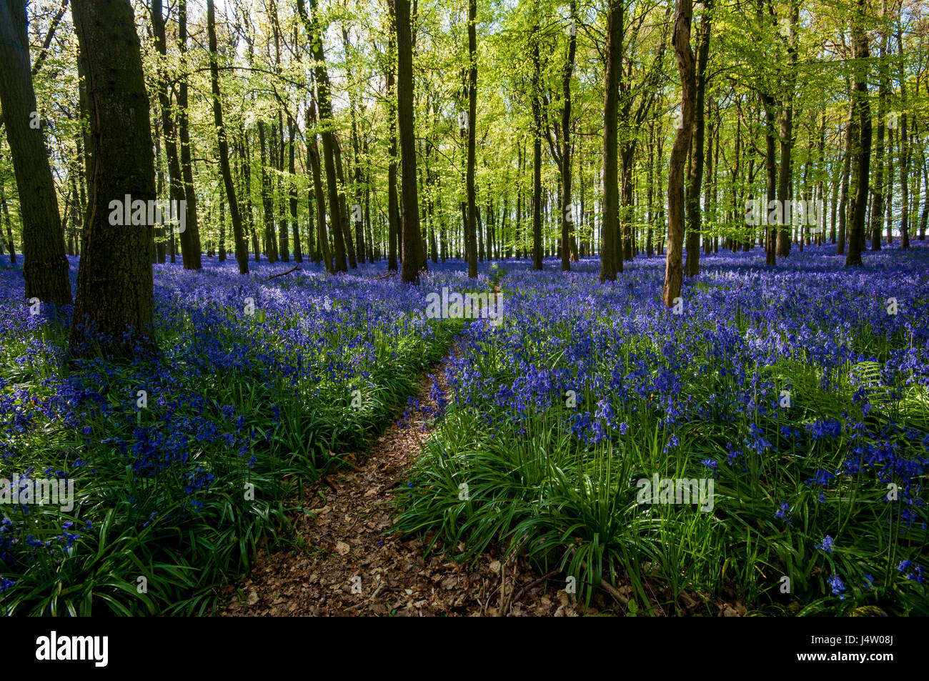 Dockey wood hi-res stock photography and images - Alamy