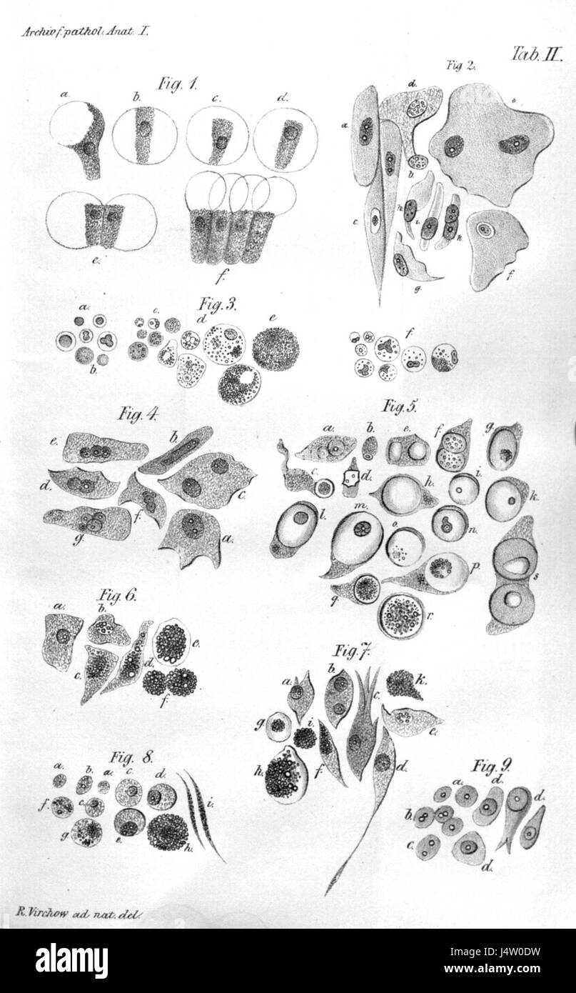 This scientific image illustrates the cell theory by Rudolf Virchow ...