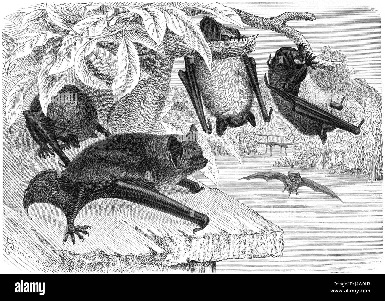 Wasserfledermaus hi-res stock photography and images - Alamy